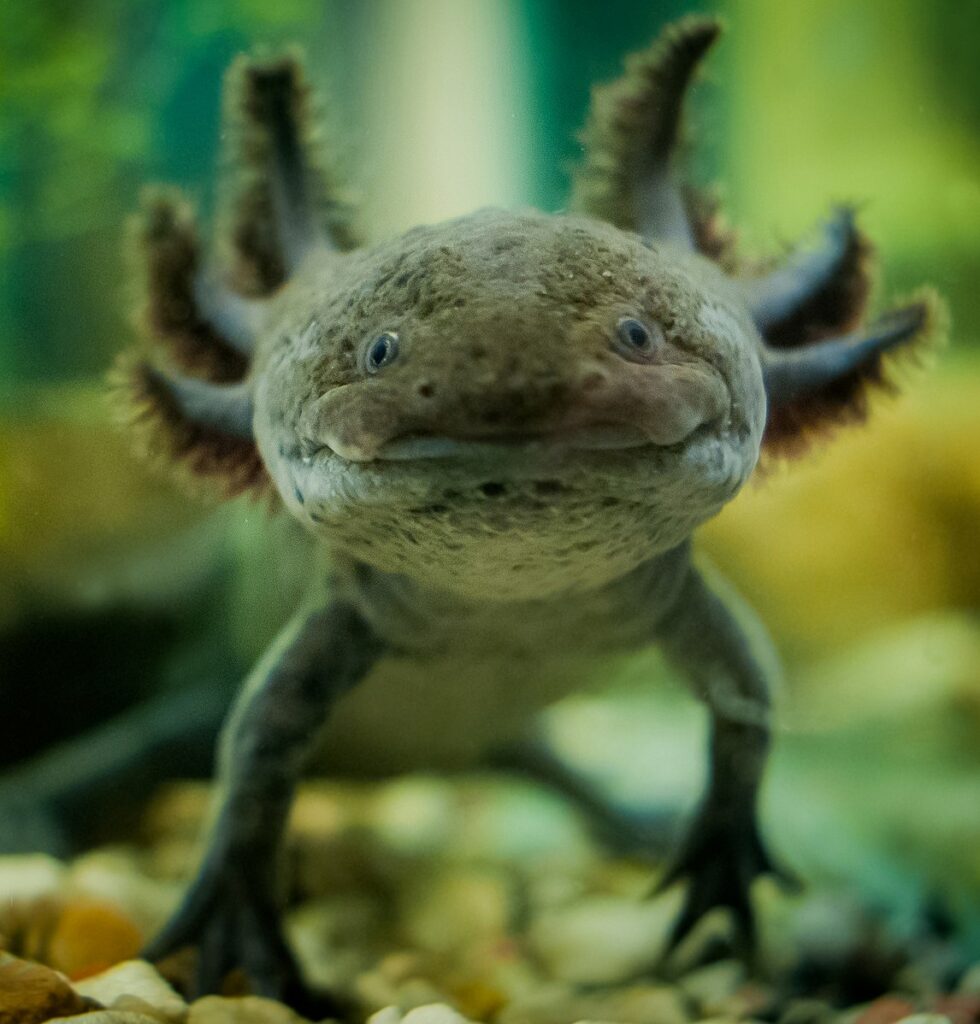Axolotl: Threats To Its Conservation – StMU Research Scholars